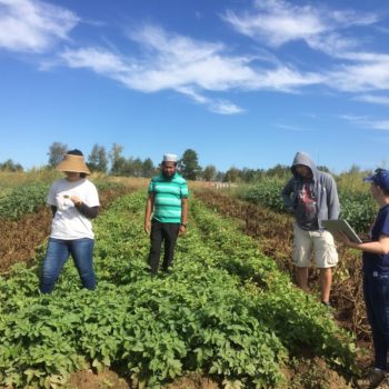 Home - International Potato Center
