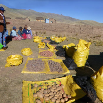 Home - International Potato Center