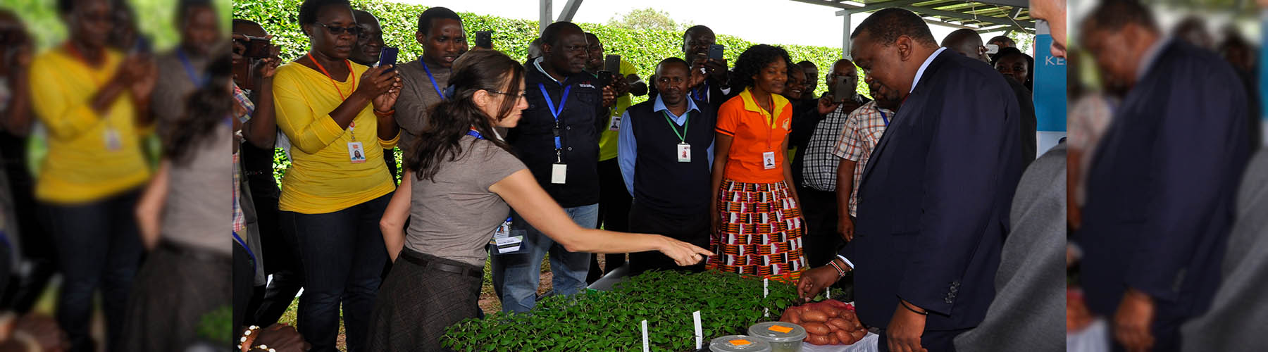 CIP - International Potato Center